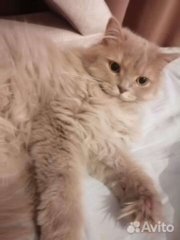 Британский котик