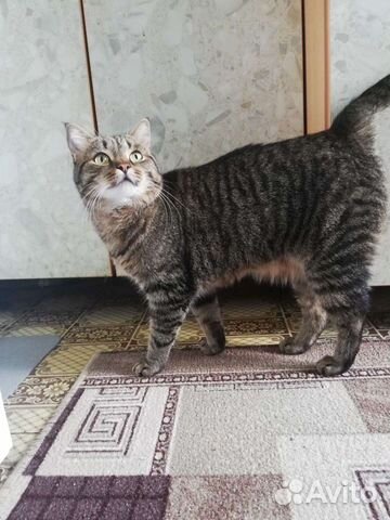 Кот бесплатно в добрые руки