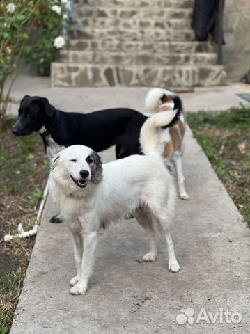 Идеально спокойная молодая девочка ищет дом