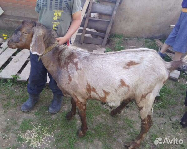 Услуги англо-нубийского козла