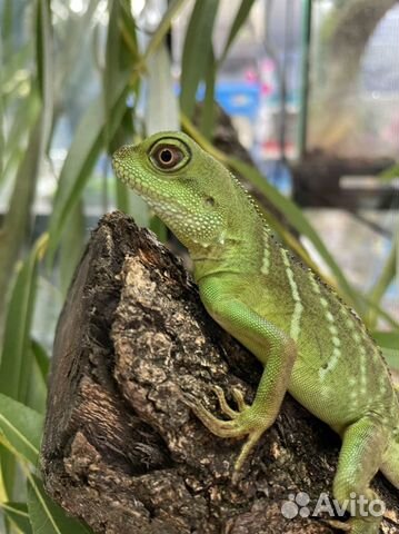 Водяная агама - кохинхинский дракон
