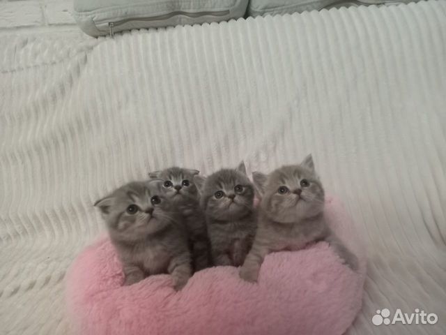 Шотландские котята девочки