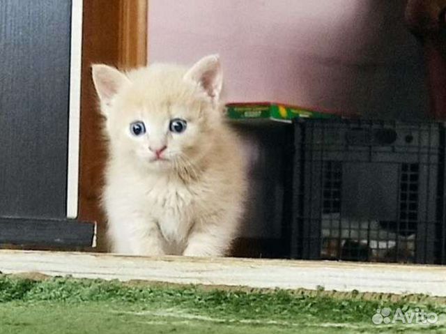 Котëнок светло-персиковый