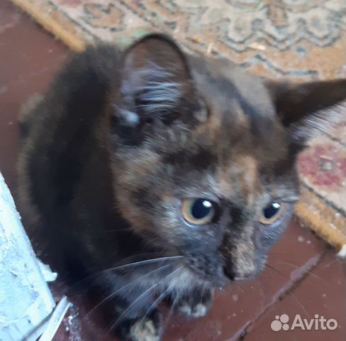 Милашка кот