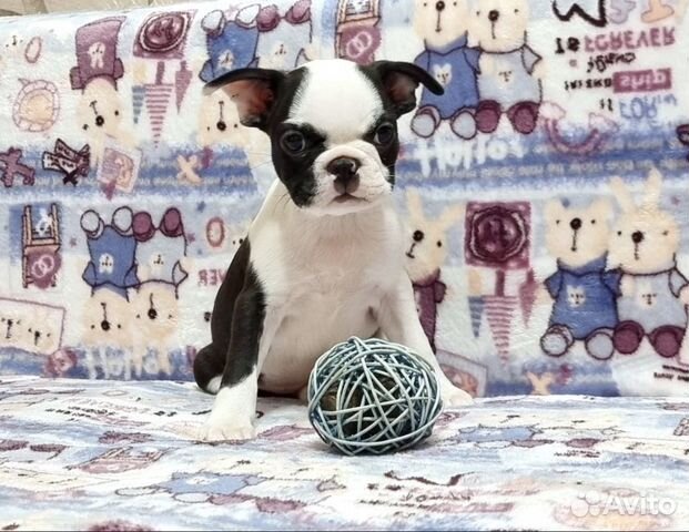 Бостончики