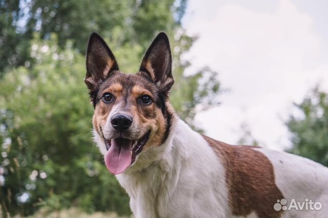 Собака Патрик в добрые руки
