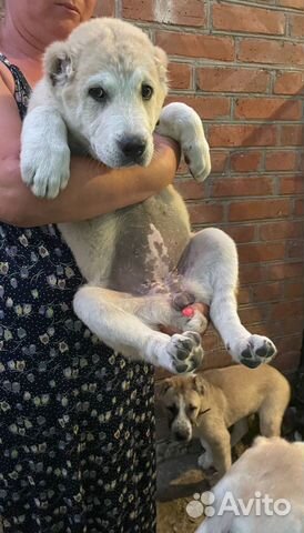 Среднеазиатская овчарка