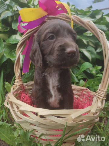 Шоколадные спаниельки