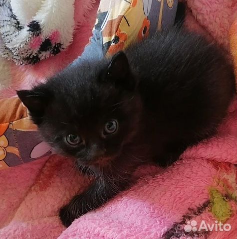 Кошка в дар бесплатно