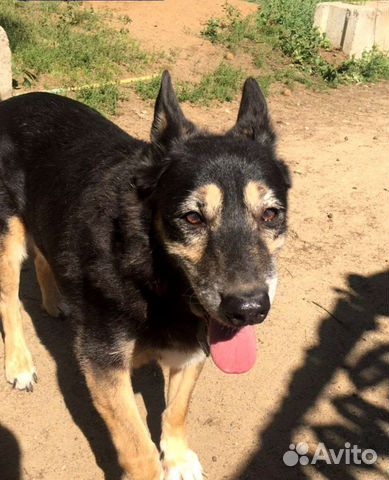 Никому не нужен без породы