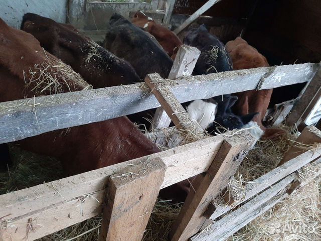 Домашние Тёлочки