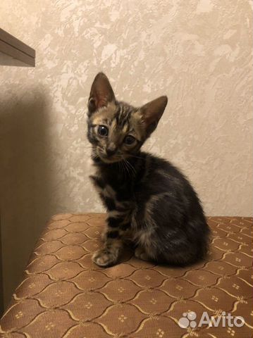 Бенгалький котик