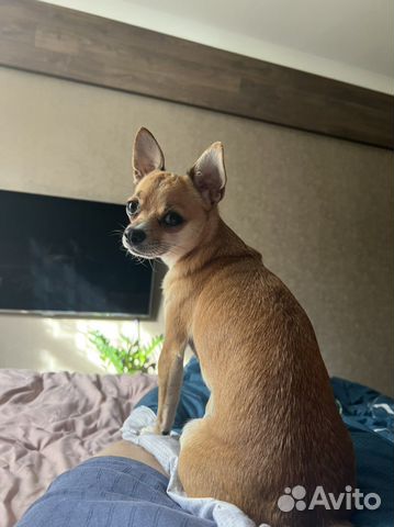 Чихуахуа Персик