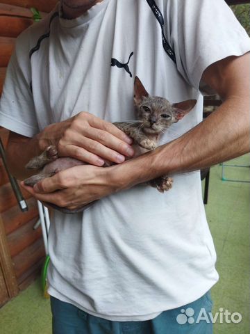 Отдам котенка метиса сфинкса