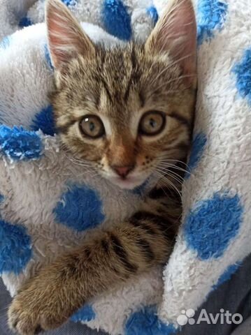 Котенок крысоловка