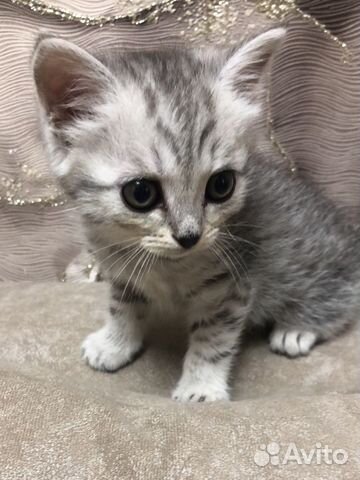 Котенок