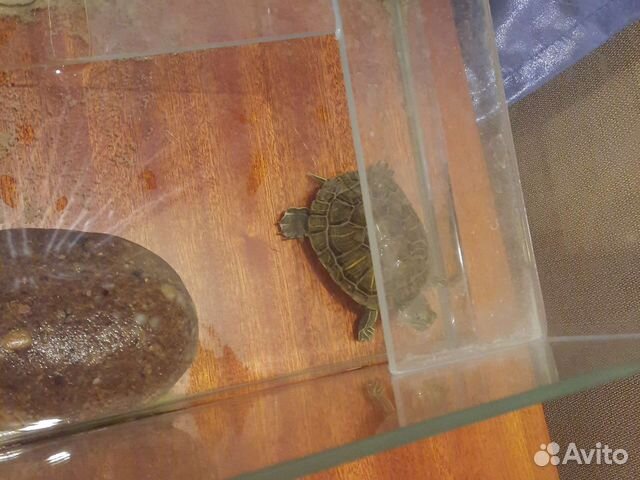 Красноухая черепаха с аквариумом