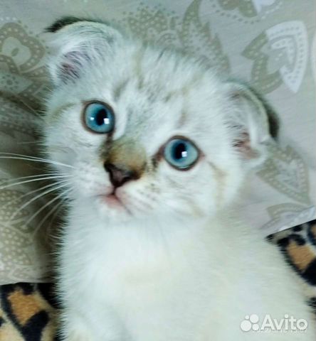 Голубоглазая вислоухая девочка ищет хозяина
