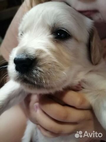 Щенки золотистого ретривера