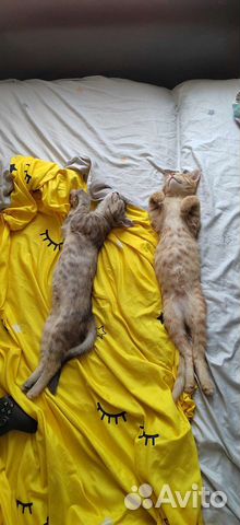 Котёнок 3.5 - 4 месяца