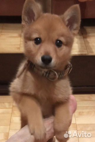 Лайка карело-финская