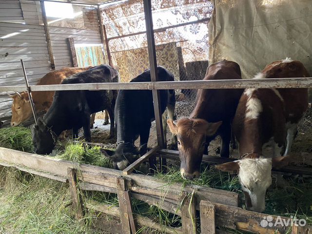 Коровы и телки