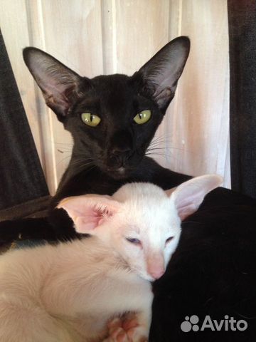 Черная ориенталочка Ямми