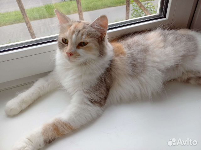 Кошки в добрые руки