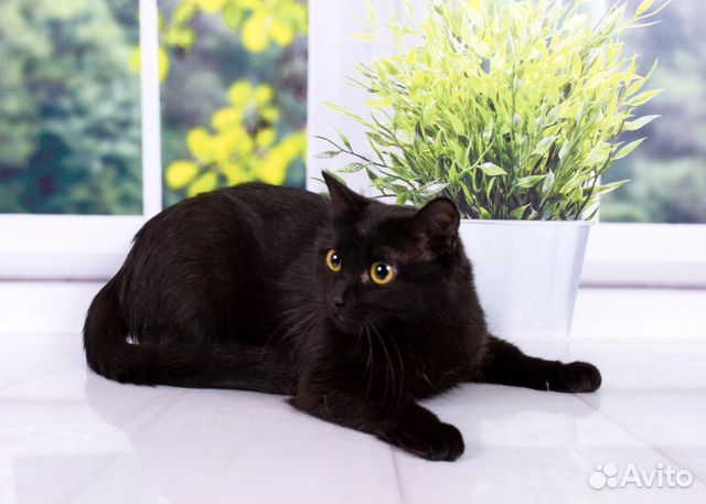 Чернушка ищет дом