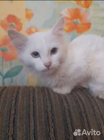 Кошка