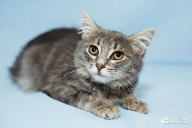 Винстон серый ищет дом