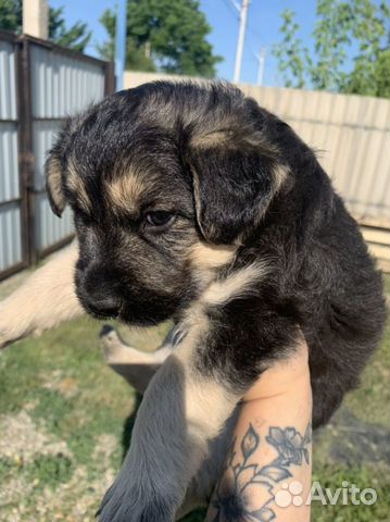 Отдам в добрые руки