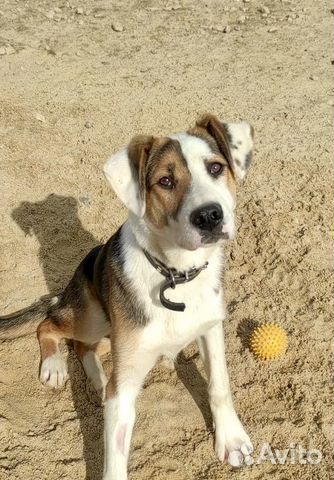 Очаровательный добрый щенок Бим ищет семью