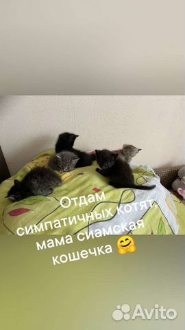 Отдам бесплатно котят, мама сиамская кошечка