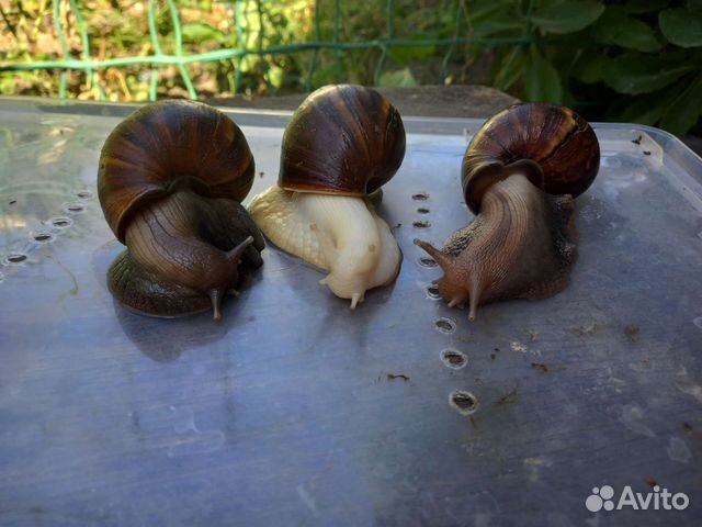Улитки ахатины
