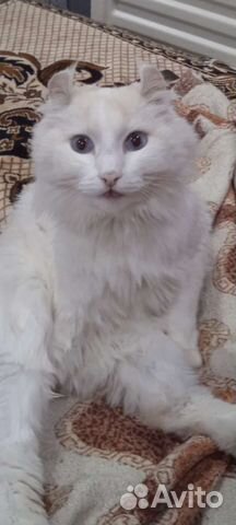 Американский керл