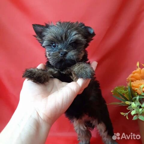 Необыкновенная красотка