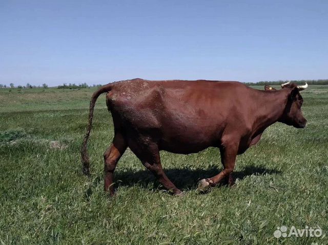 Корова стельная