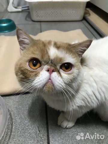Персидская кошка в дар