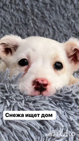 Щенок ищет дом
