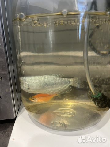 Гурами Тетра