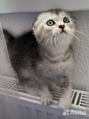 Шотландский вислоухий котенок