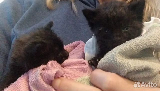 Котята коричнево-черные