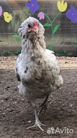 Араукан Куры, семья