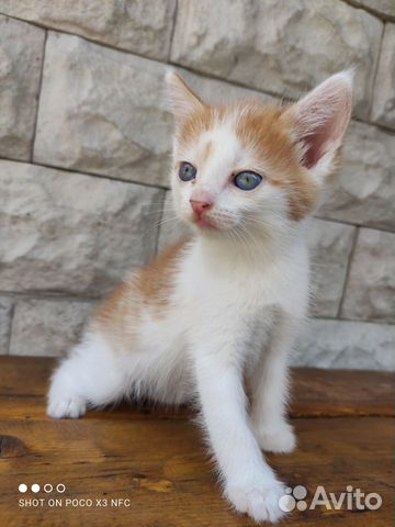 Котенок-мальчик
