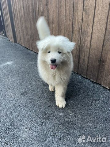 Самоедская лайка