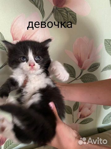 Чудные котята, 1 мес) ищут семью. В добрые руки