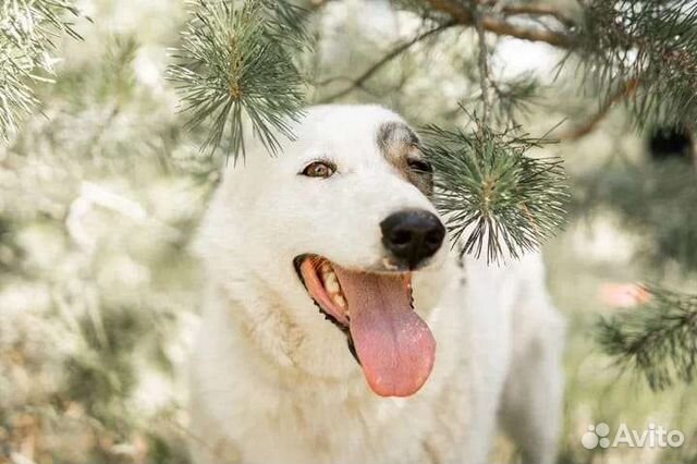 Якутская аборигенная собака