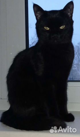 Кошка