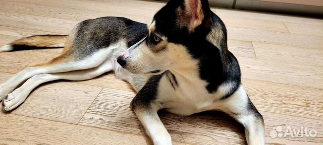 Хаски метис